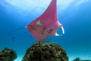 ¡Una belleza marina! Captan mantarraya rosa nadando en Australia