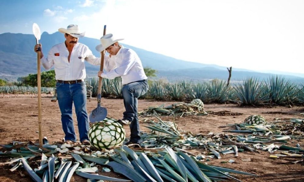 ¡Salud! Conoce los beneficios que tienes al tomar tequila | El Souvenir