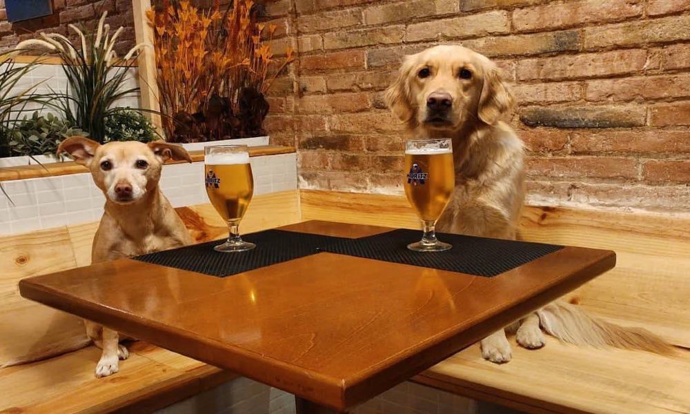 Los mejores lugares pet friendly del mundo | El Souvenir