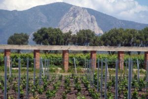 Viñedos Freixenet Querétaro: la cava que te enamorará al visitarla | El ...