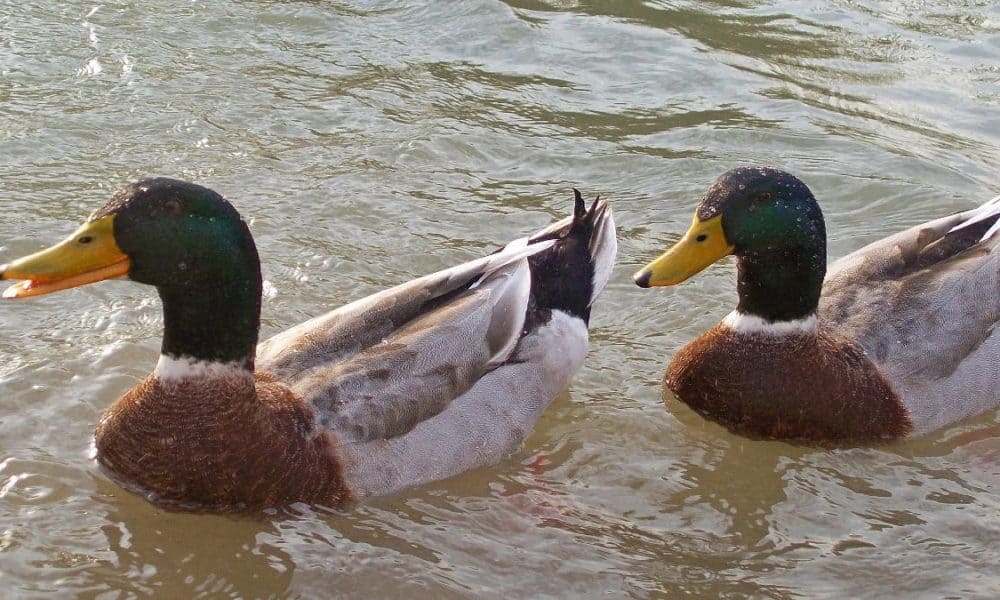 Migración del pato de collar: ¡Una aventura “patofantástica”! | El Souvenir