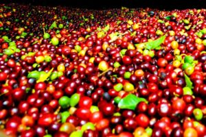 Café orgánico de Chiapas: El café número uno del mundo | El Souvenir