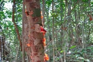 La leyenda Maya del Chechén y el Chacá ¿Ya la conoces? | El Souvenir