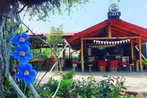 Viaja y descubre los puntos esenciales de la Ruta del Café en Colima