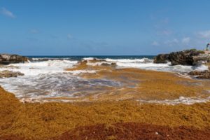 Todo lo que necesitas saber del sargazo ¡Entérate! | El Souvenir