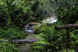 Qué visitar en Agua Selva Tabasco, ¡visítalo! | El Souvenir