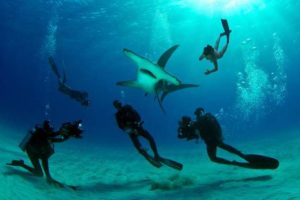 Sumérgete en las aguas de Islas Galápagos ¡De los mejores destinos para ...