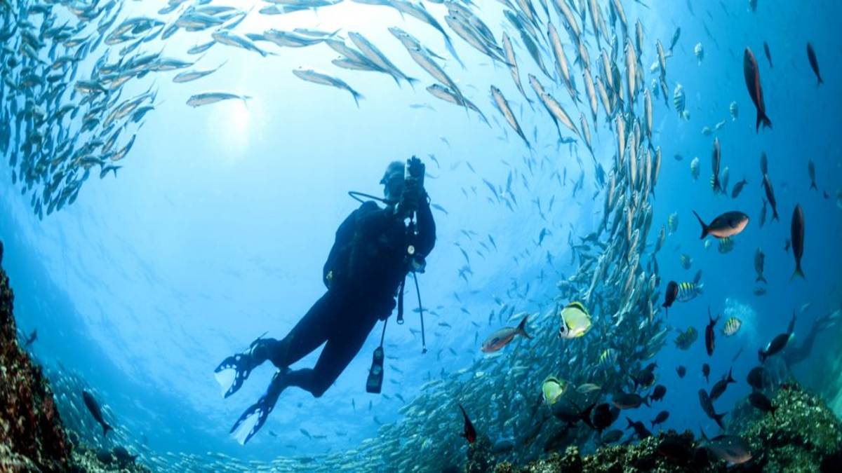 Sumérgete en las aguas de Islas Galápagos ¡De los mejores destinos para ...