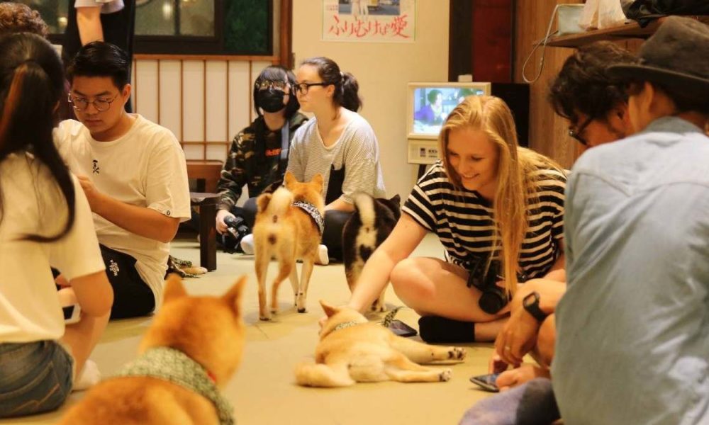 ¿Me da un latte y perrito para acariciar?Café Mame Shiba Inu, Japón ...