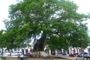 La Pochota, el símbolo natural de Chiapas | El Souvenir