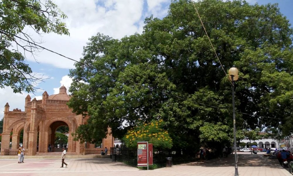 La Pochota, el símbolo natural de Chiapas | El Souvenir