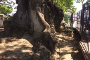 La Pochota, el símbolo natural de Chiapas | El Souvenir