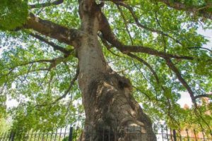 La Pochota, el símbolo natural de Chiapas | El Souvenir