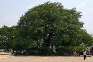 La Pochota, el símbolo natural de Chiapas | El Souvenir