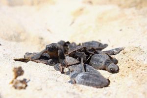 Punta Brava: La playa más secreta del Caribe Mexicano | El Souvenir