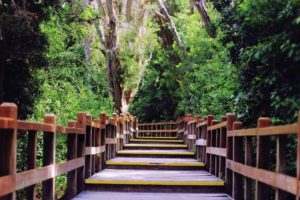 El Parque Nacional de los Arrayanes en Argentina | El Souvenir
