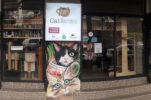 Catfecito CDMX, el lugar ideal para los amantes de los gatos | El Souvenir