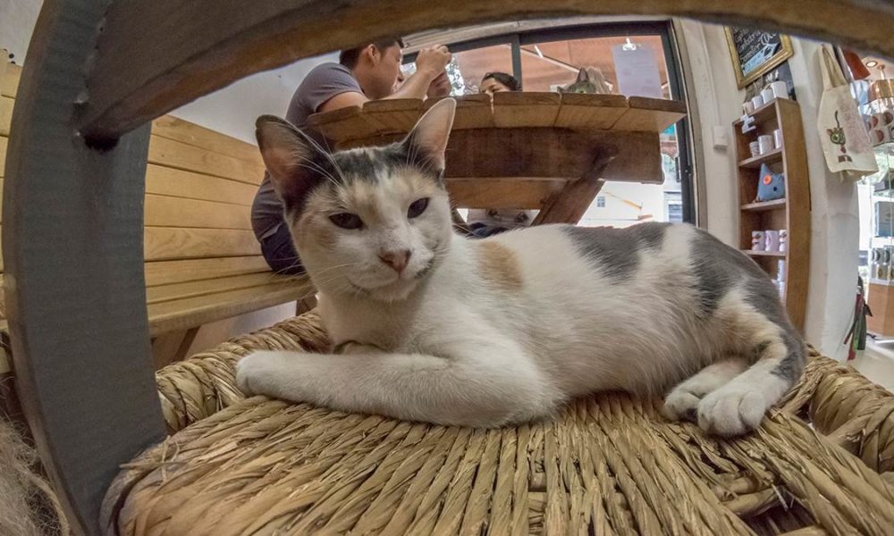 Catfecito CDMX, el lugar ideal para los amantes de los gatos | El Souvenir