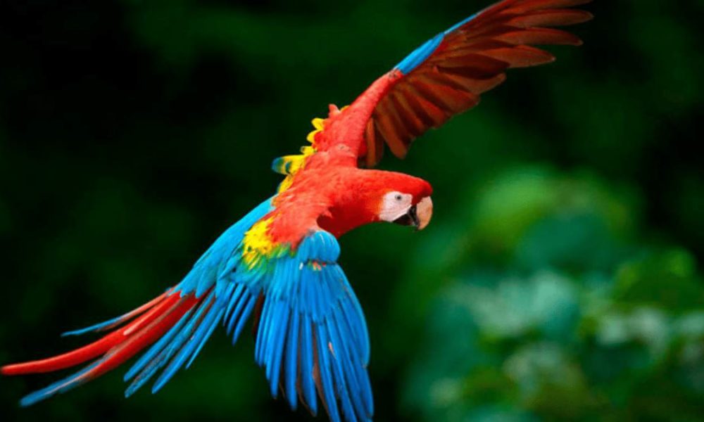 Birdwatching en Costa Rica, el paraíso de las aves | El Souvenir