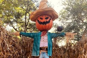 "Pumpkin Dash", el festival de las calabazas en México | El Souvenir