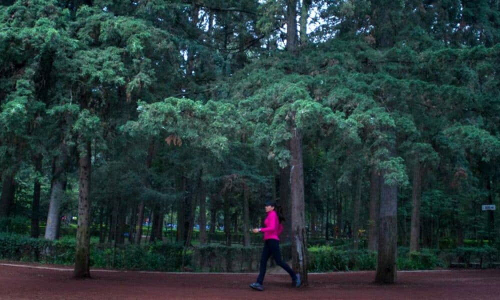 El bosque de Tlalpan: Un tesoro nacional | El Souvenir