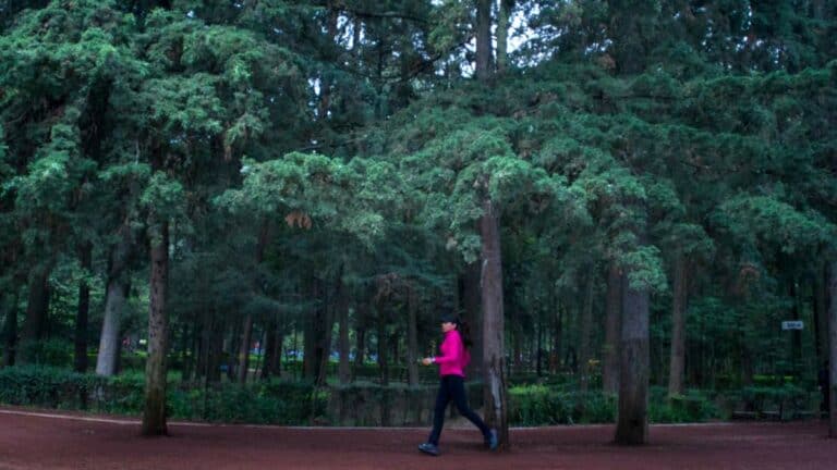 El bosque de Tlalpan: Un tesoro nacional | El Souvenir