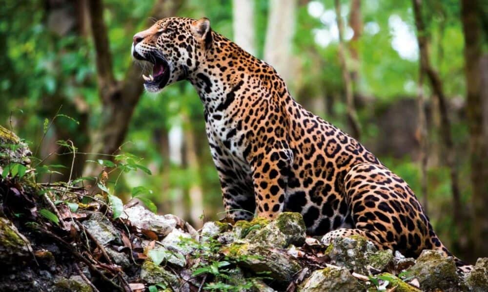 Tour fotográfico por la Amazonía, ¡todos digan cheese! | El Souvenir