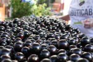 ¿Conoces los beneficios de la Jabuticaba? | El Souvenir