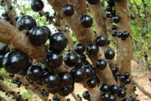 ¿Conoces los beneficios de la Jabuticaba? | El Souvenir