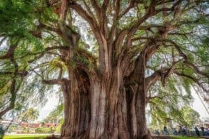 El Santuario de Los Ahuehuetes en Puebla | El Souvenir