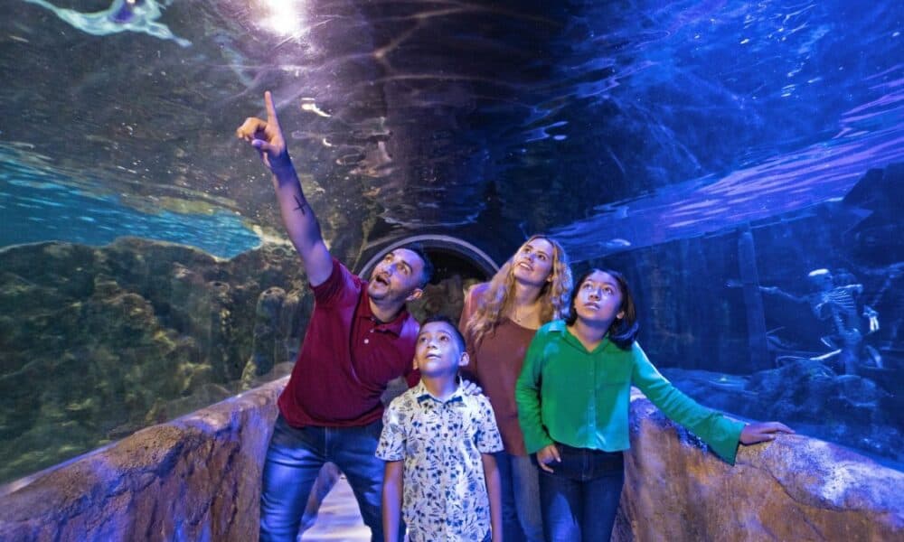 Sealand León, ¡el acuario más divertido de Guanajuato! | El Souvenir