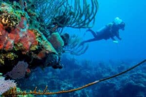 Reserva de la Biósfera Banco Chinchorro, ¡tesoro caribeño! | El Souvenir