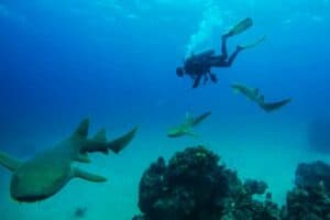Reserva de la Biósfera Banco Chinchorro, ¡tesoro caribeño! | El Souvenir