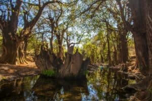 El Santuario de Los Ahuehuetes en Puebla | El Souvenir