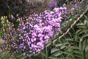 De los tesoros milenarios de la cultura Maya... El Balché | El Souvenir