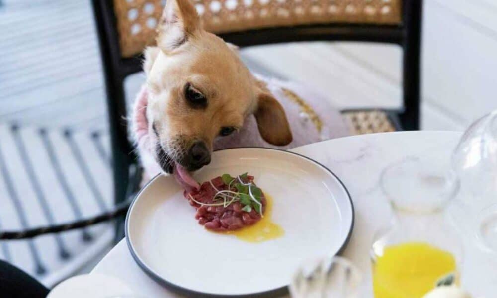Dogue, el restaurante canino donde tus mascotas dirán ¡Guau! | El Souvenir