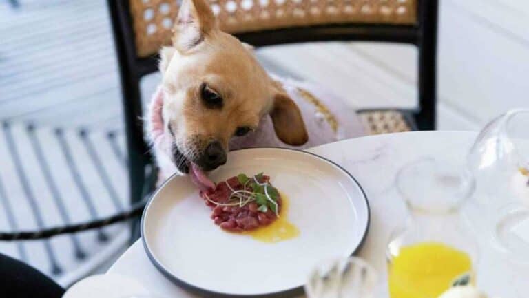 Dogue, el restaurante canino donde tus mascotas dirán ¡Guau! | El Souvenir