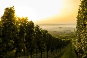 El Chile de Aguascalientes, ¡un platillo que debes probar! | El Souvenir