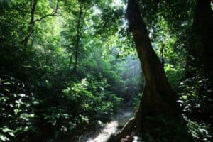 La selva subhúmeda de Madagascar es un destino imperdible en el mundo ...