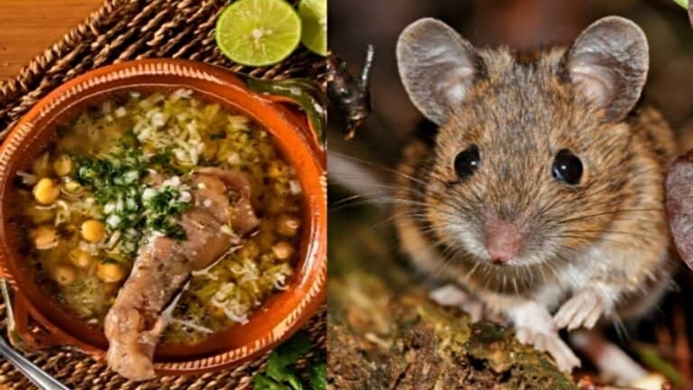 Un caldo ¡HECHO CON RATA! ¿Lo probarías? | El Souvenir