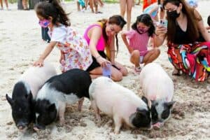 Pig Beach: Donde la arena, el mar y los CERDITOS se unen | El Souvenir