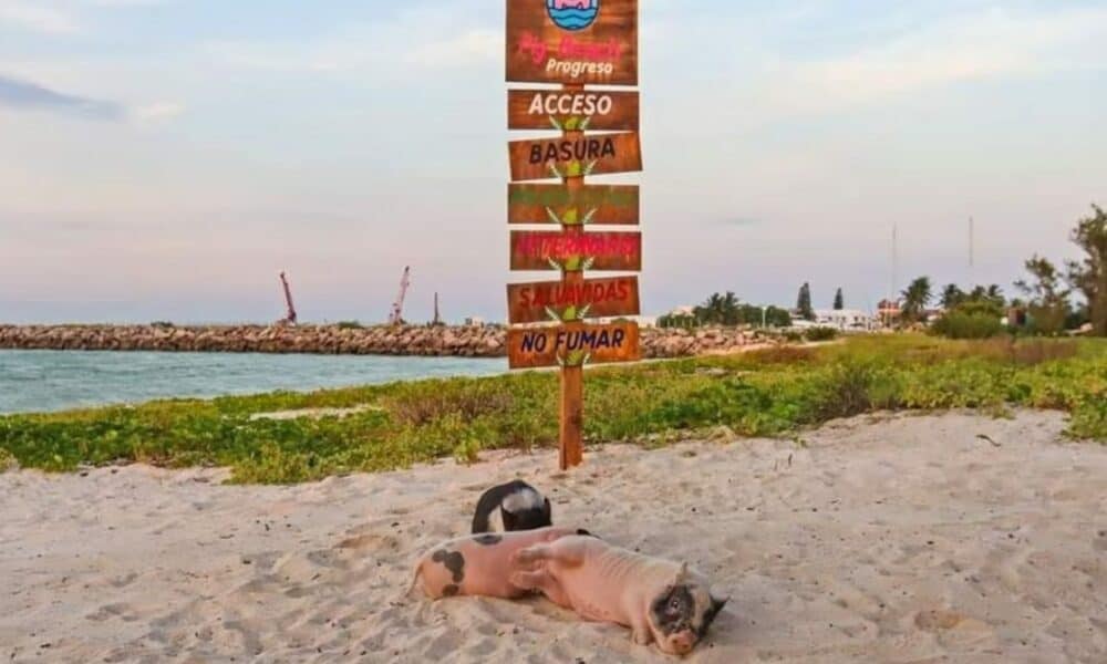Pig Beach: Donde la arena, el mar y los CERDITOS se unen | El Souvenir