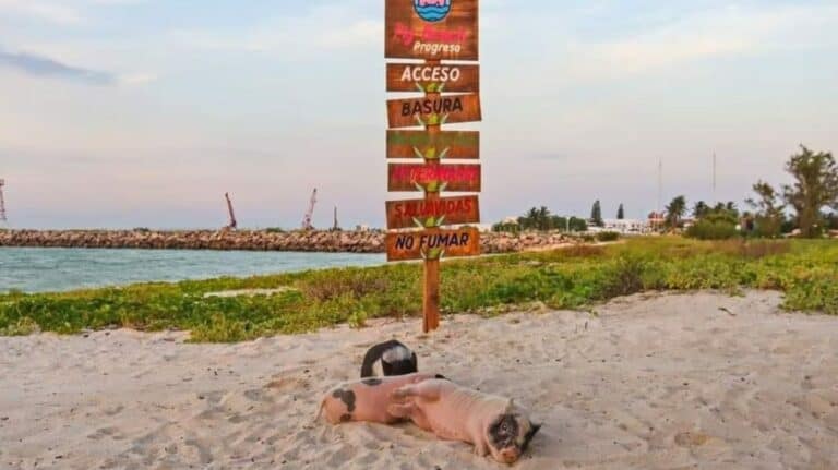 Pig Beach: Donde la arena, el mar y los CERDITOS se unen | El Souvenir
