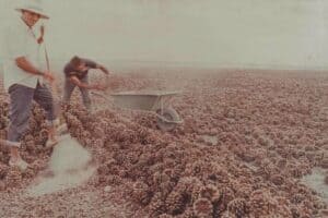 Piñón rosa: el ingrediente secreto de la cocina mexicana | El Souvenir