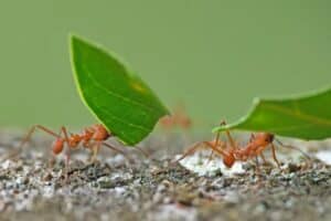 Chay-Sanic: La leyenda maya del ECLIPSE SOLAR | El Souvenir