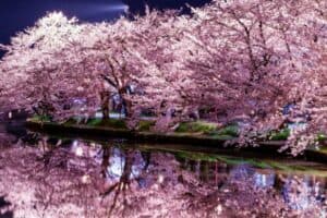 Sakura y Yohiro, la leyenda de un amor inmortal | El Souvenir