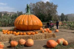Parque Acuático el Vergel, un paraíso de diversión. | El Souvenir