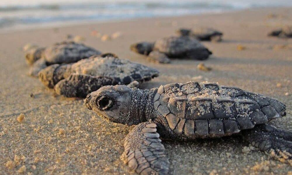 ¡Libera TORTUGAS MARINAS en Puerto Vallarta! | El Souvenir
