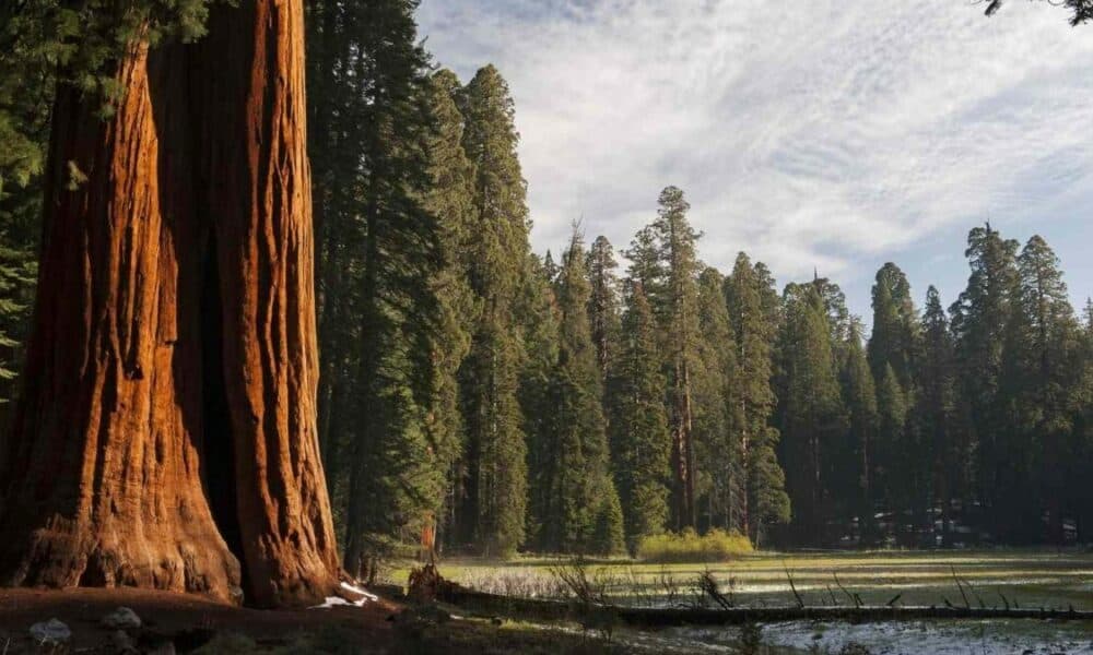 El Parque de los Gigantes: Descubre el Sequoia National Park | El Souvenir