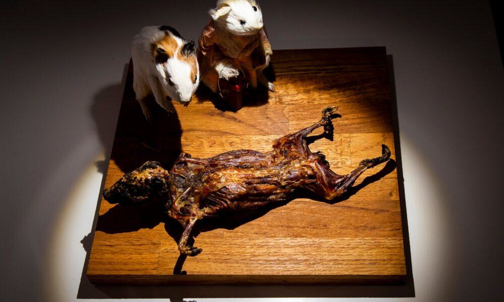 DISGUSTING FOOD MUSEUM: el Museo de la Comida Repugnante en SUECIA | El ...